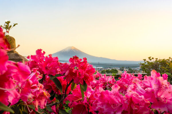 10 Cool and Unique Things To Do in Japan - MAHO on Earth ~ Boutique ...