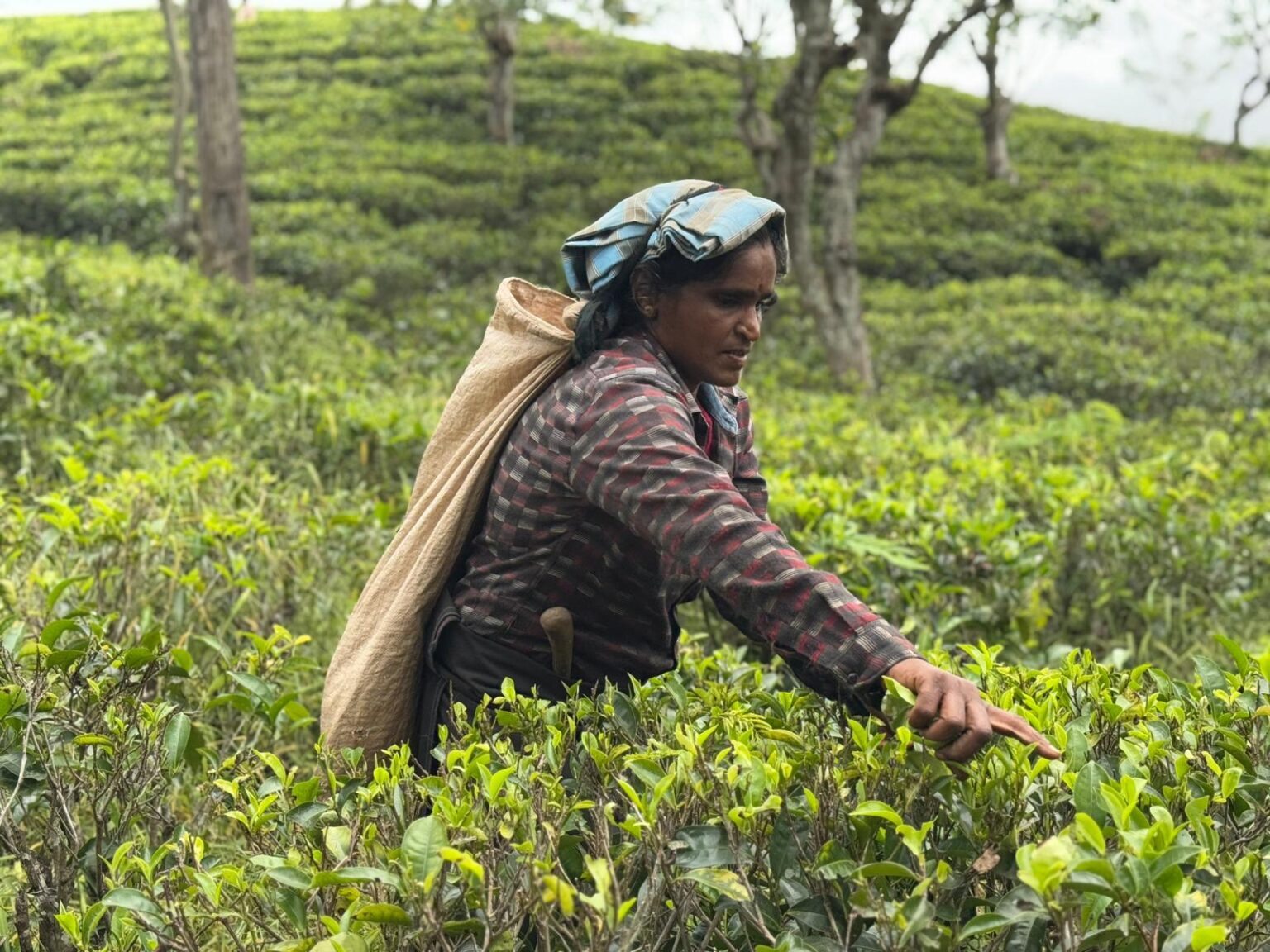 The Complete Hiking Guide to 22 Stages of Pekoe Trail Sri Lanka - MAHO on Earth ~ Boutique ...